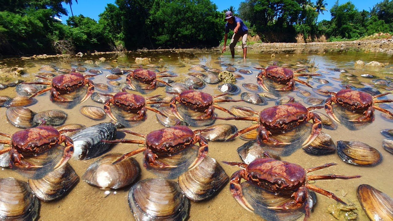 A mouse clam was found in a sea pit - YouTube