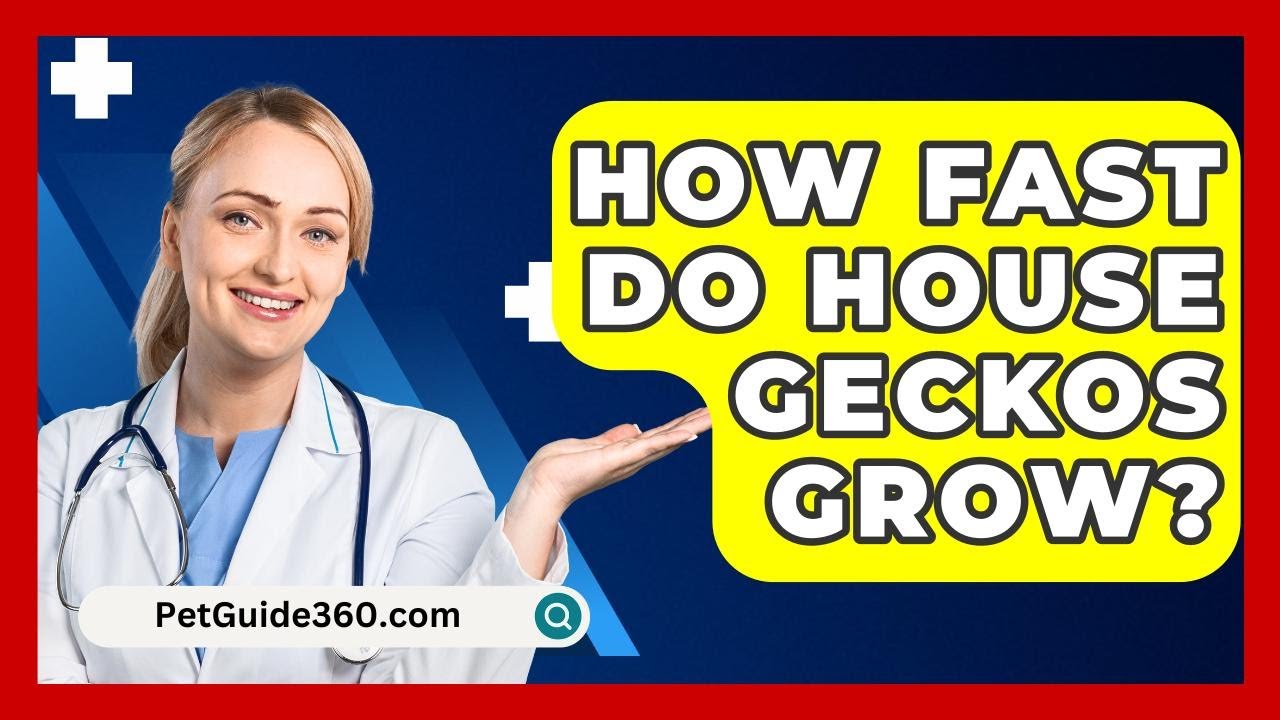 How Fast Do House Geckos Grow? - PetGuide360.com - YouTube