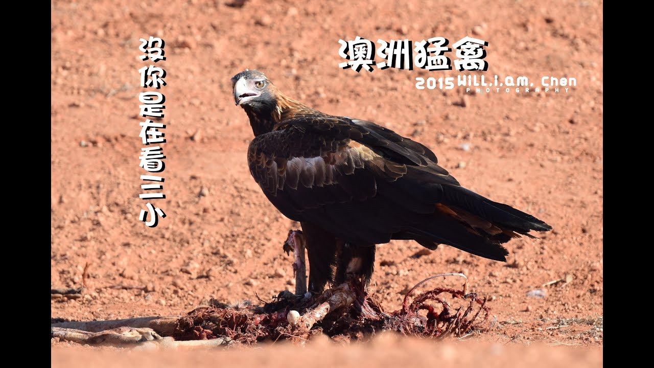 【澳洲猛禽Australia Hawk】2014.12 在世界中心發現老鷹 Found hawk in Australia Ayers ...