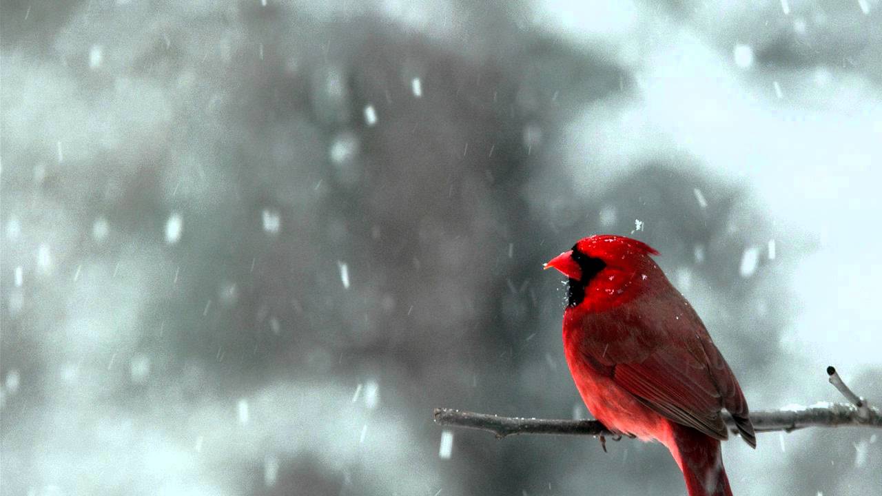 Sheikh Feiz Mohammad - Status of Women in Islam Part 1 - YouTube