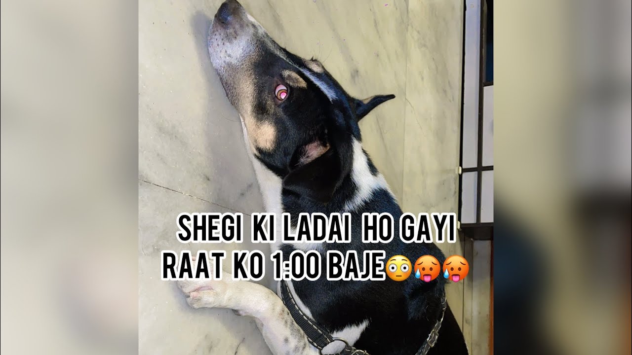 Shegi ki ladai ho gyi Raat ko 1:00 baje ghr se bhag gya 🥵😳🥵 - YouTube