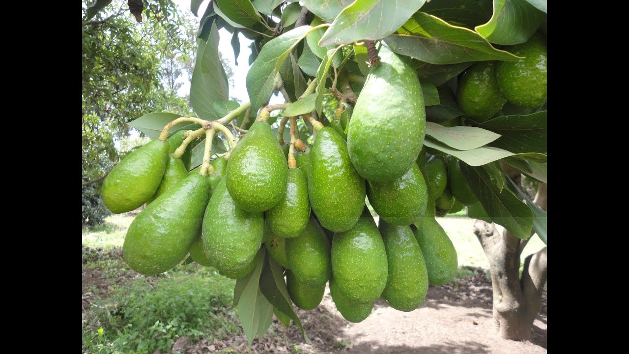PALTA FUERTE - YouTube