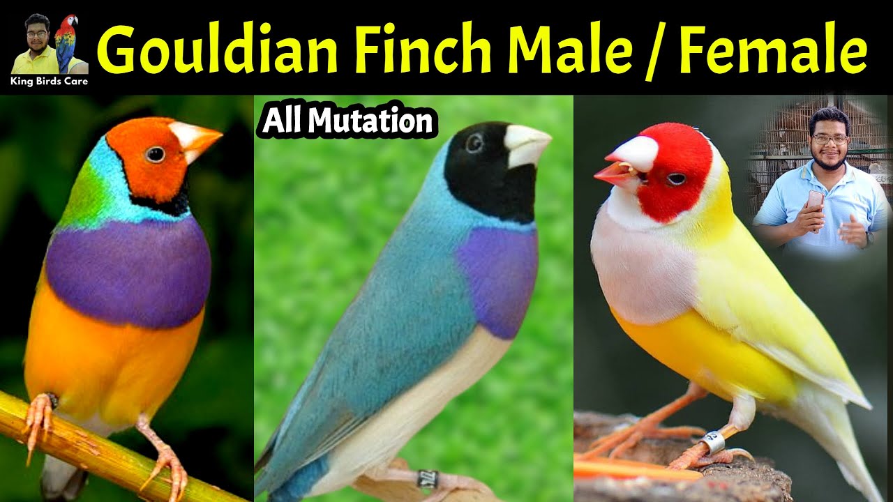 Gouldian Finch Male Female Difference Lady Gouldian Finches Gender Identity Gouldian