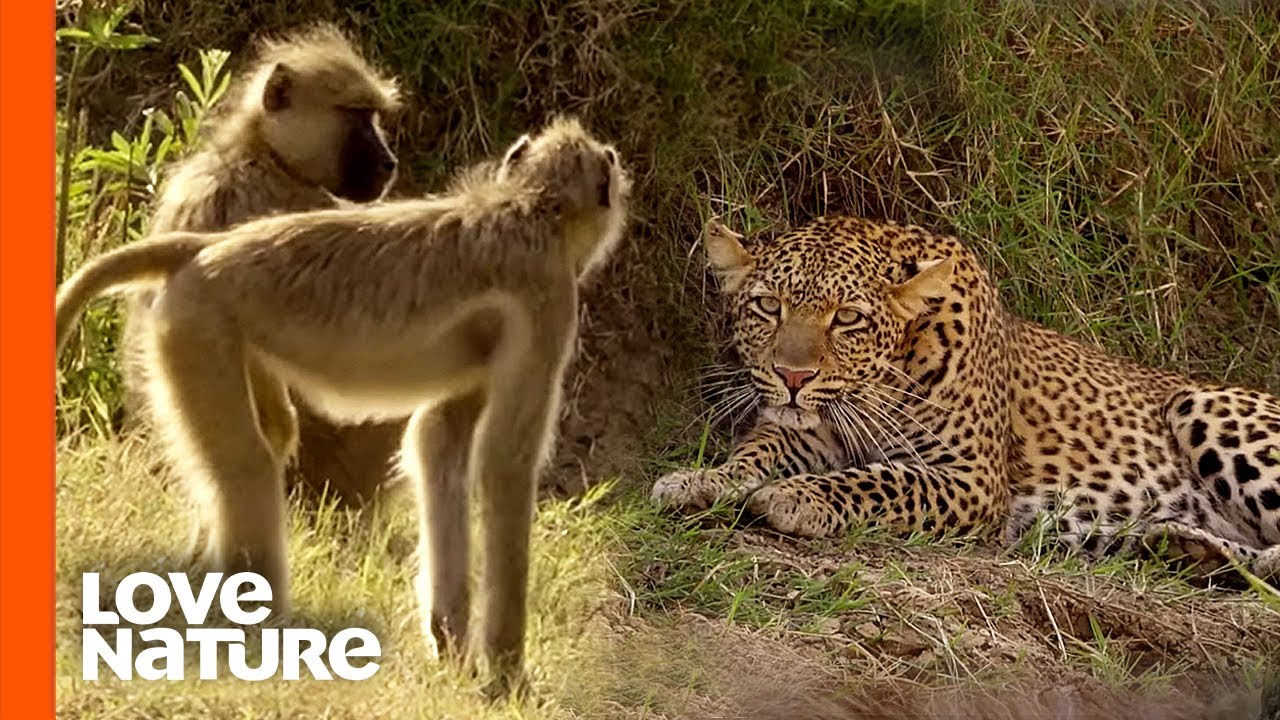Angry Baboon Troop Chases Off Young Leopard Olimba Love Nature Youtube