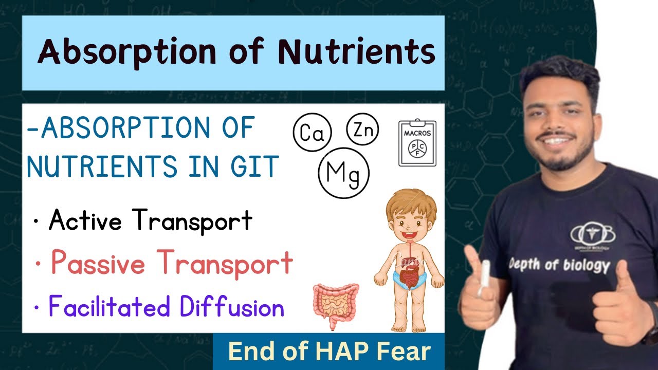 Absorption of nutrients || absorption of nutrients in the digestive ...