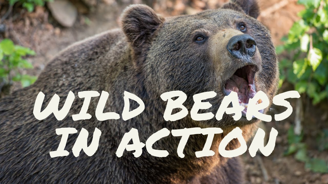 Bears Like You've Never Seen Before! - YouTube