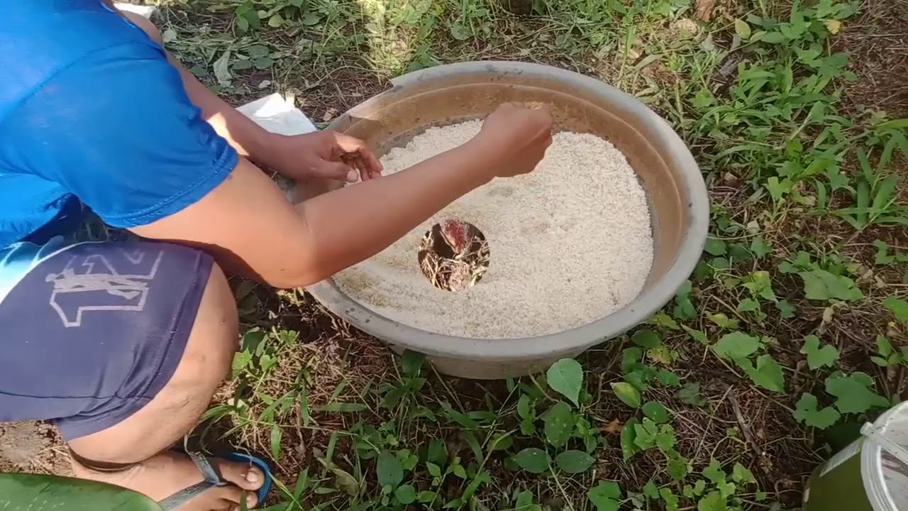 SECRETS OF FERTILIZING BANANA LAKATAN...mga sekreto Ng pag abono Ng ...