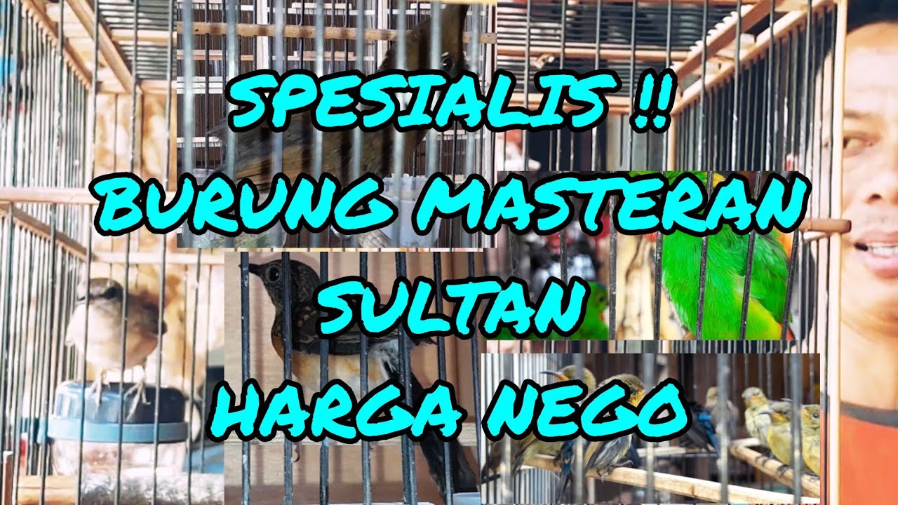 SPESIALIS !! Burung masteran sultan harga nego dan termurah - YouTube