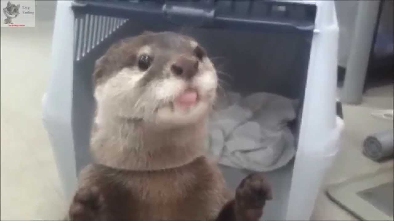 Cute Weasel (mustela) best !!! funny !!! - YouTube