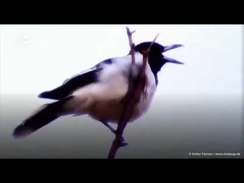 Muhteşem  olmuş  👏👏👏👏🐦🦜🕊🕊🕊🥰🥰🥰💙💙🤍🤍🤍🤍💚💚💚❤❤❤❤👌👌👌👌