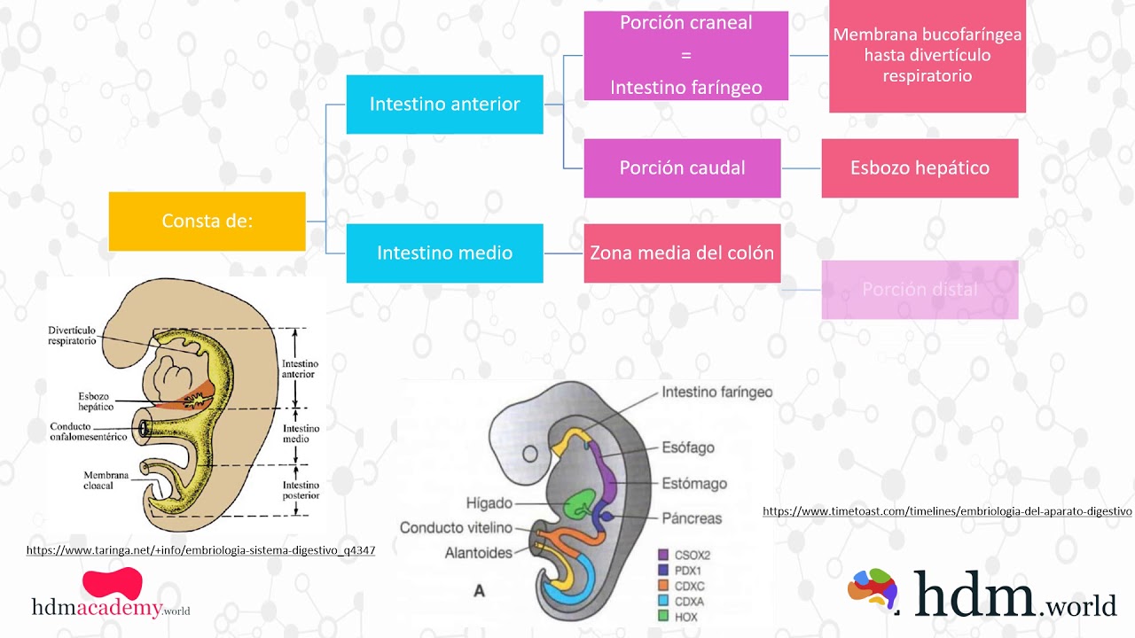 Intestino primitivo y derivados - YouTube