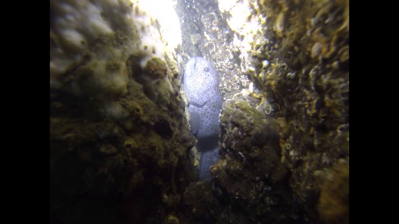 Wolf Eel at Blakely Rocks - Puget Sound - YouTube
