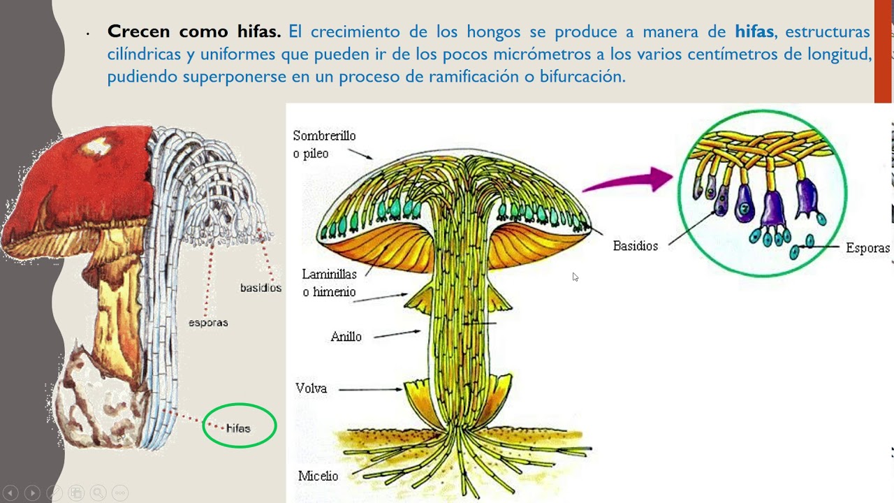 Reino Fungi 2° - Biología - YouTube