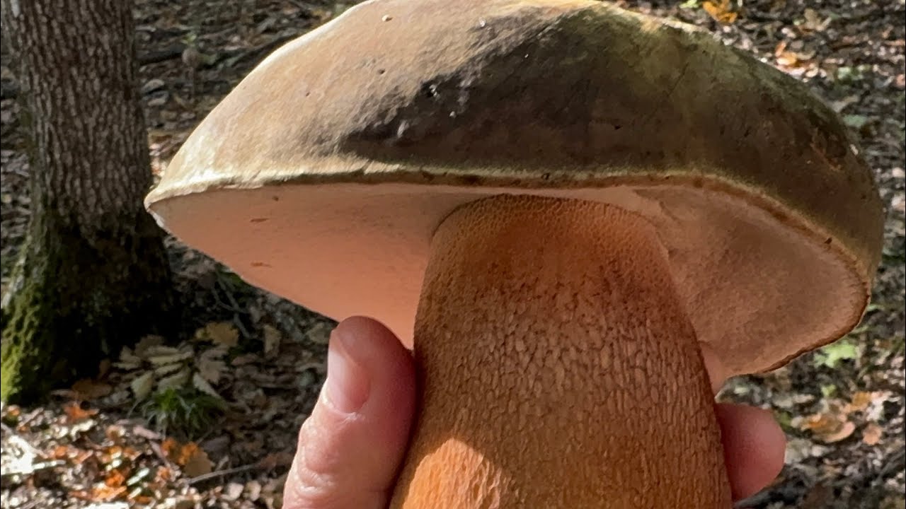 Hribii de toamnă Boletus Aereus la padure de foioase - YouTube