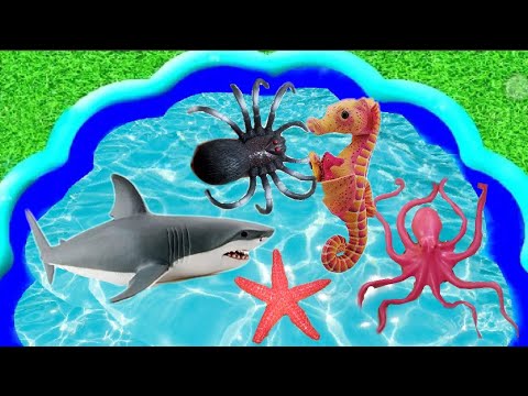 Learn Shark, Sea Animals and Wild Zoo animals Educational Video For ...