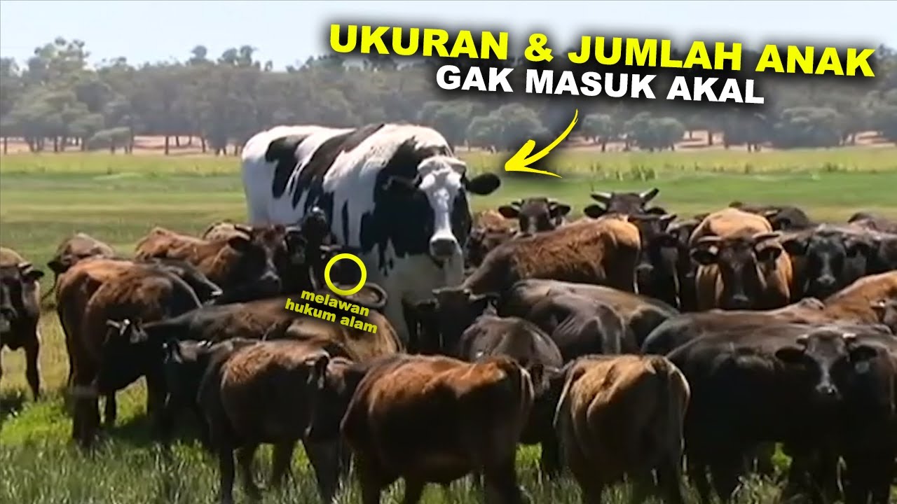 Pelihara Sapi Ini Dijamin Auto Kaya ️Sapi Termahal Dengan Harga ...