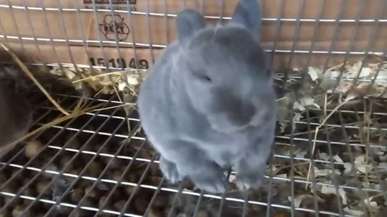 Silver Fox Rabbit Kit Exploring - YouTube