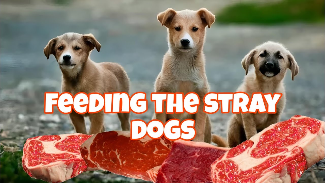 Feeding the stray Dogs (Animal protector) - YouTube
