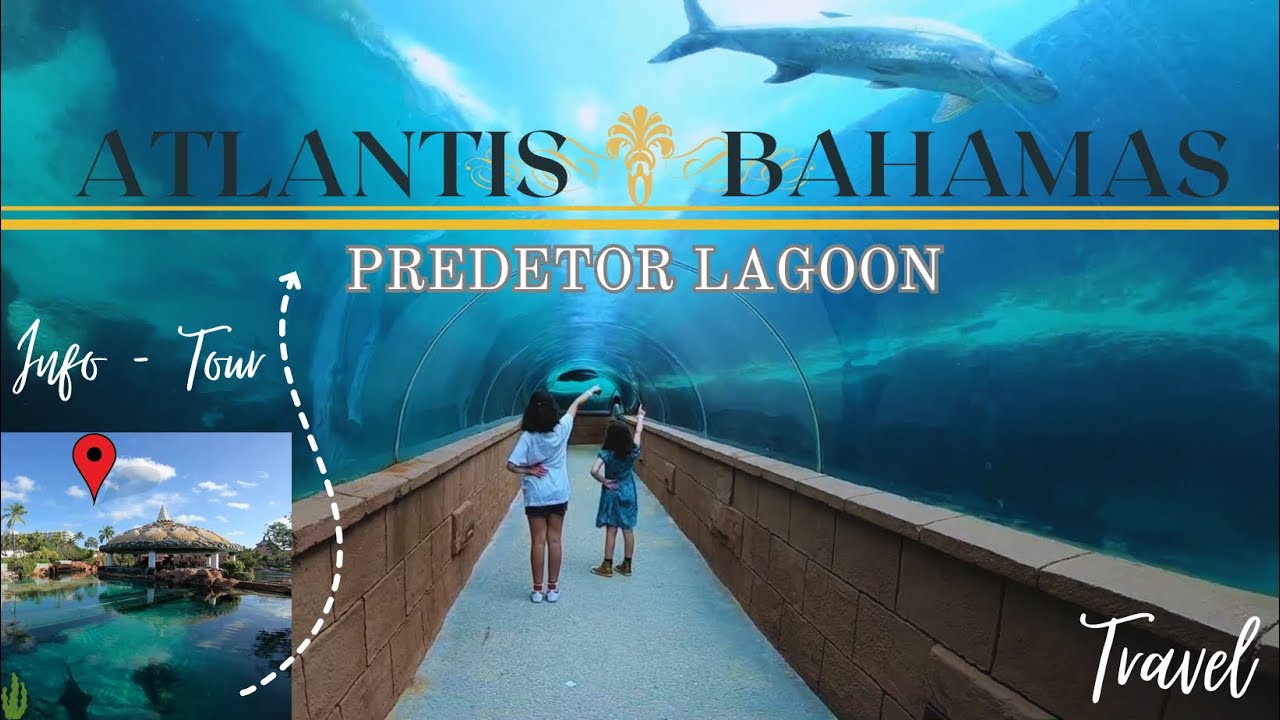 Must Visit in the Atlantis Bahamas | The Predator Lagoon Underwater ...