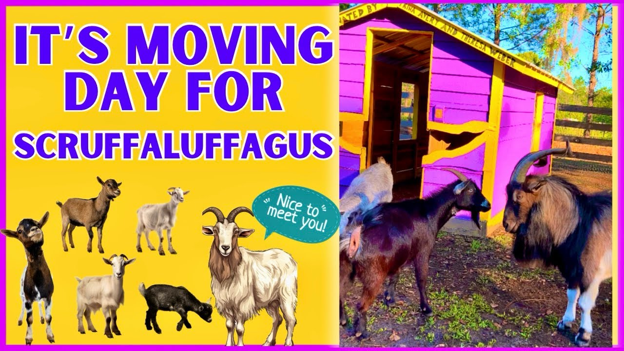 It’s Moving Day for Scruffaluffagus!🥹🐐🏡 - YouTube