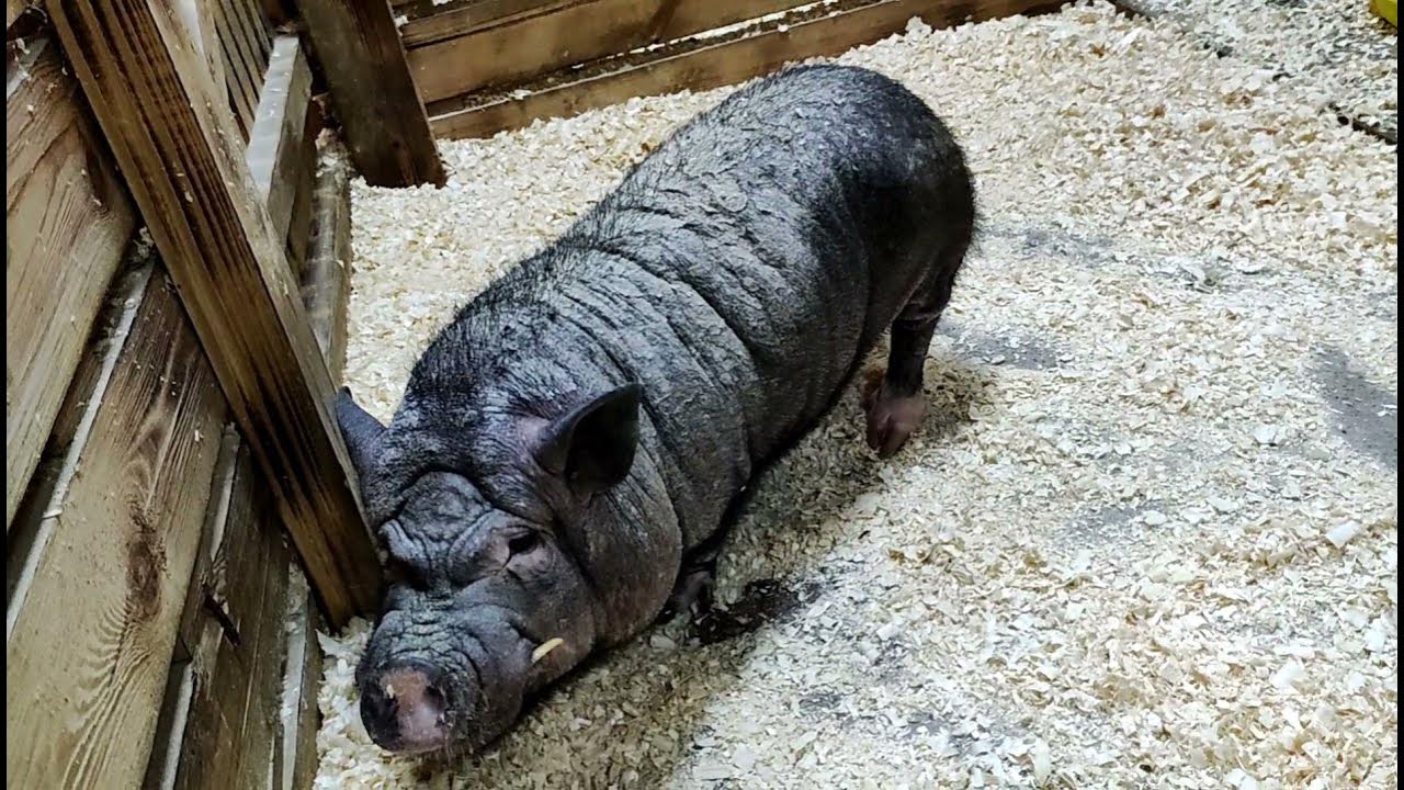 Mini pig grown up and funny screaming - YouTube