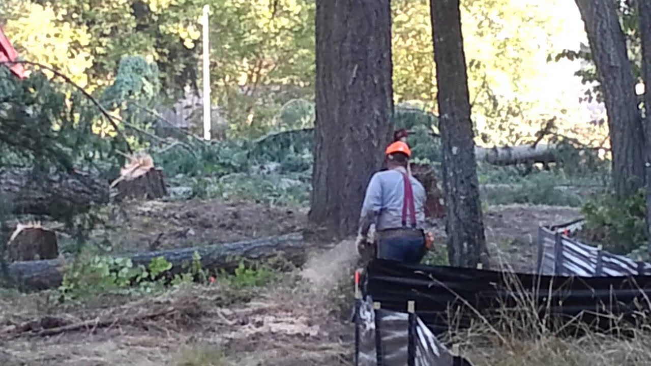 Deforestation - Huge Cedar trees being cut down - YouTube
