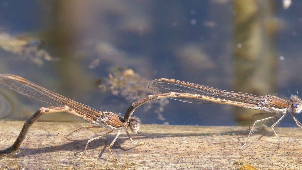 DESCUBRE Cómo de reproducen LAS LIBELULAS - YouTube
