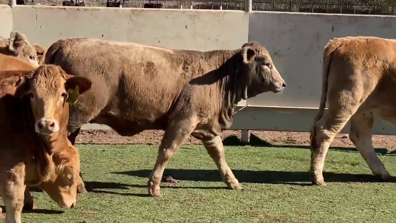 Charolais Beefmaster Cross Heifers - YouTube