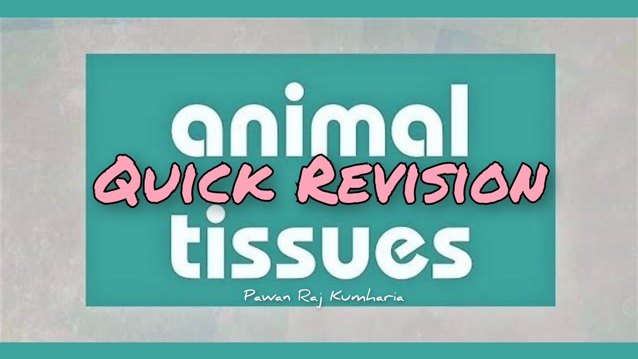 Animal Tissues in 1 Shot | Structural Organisation in Animals | NEET ...