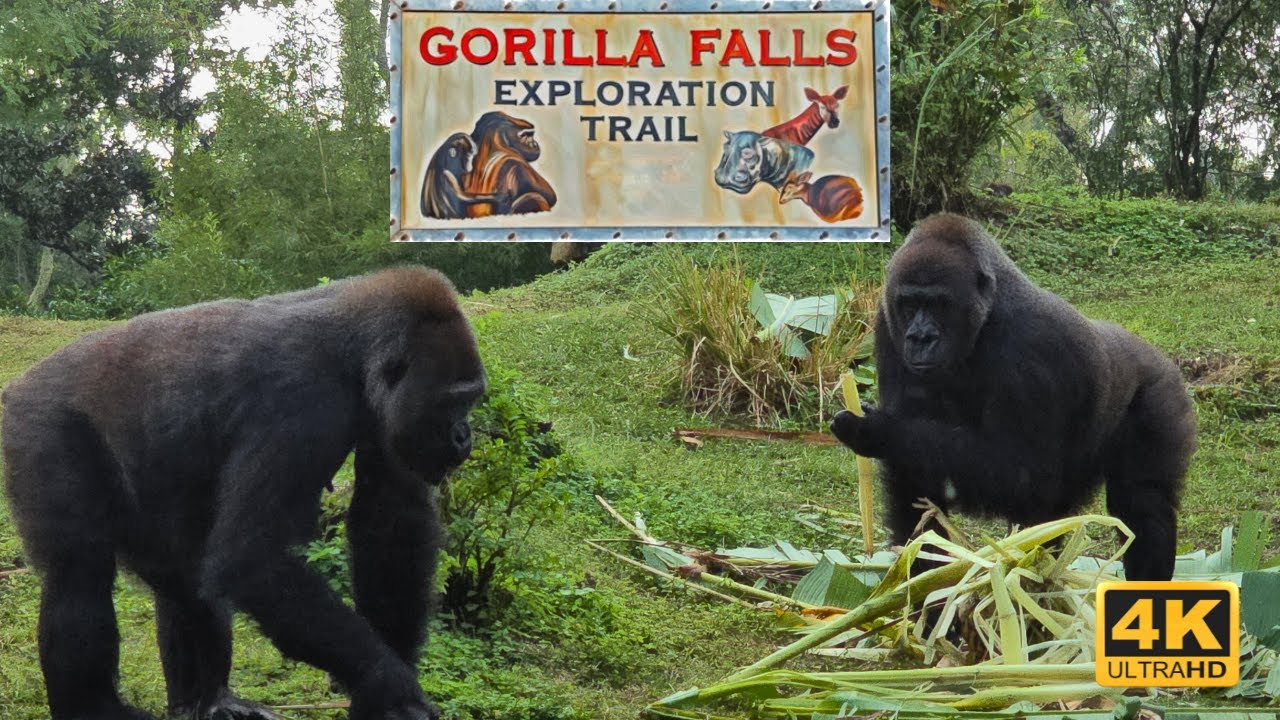 Gorilla Falls Exploration Trail Full Walking Tour 4K | Disney’s Animal ...
