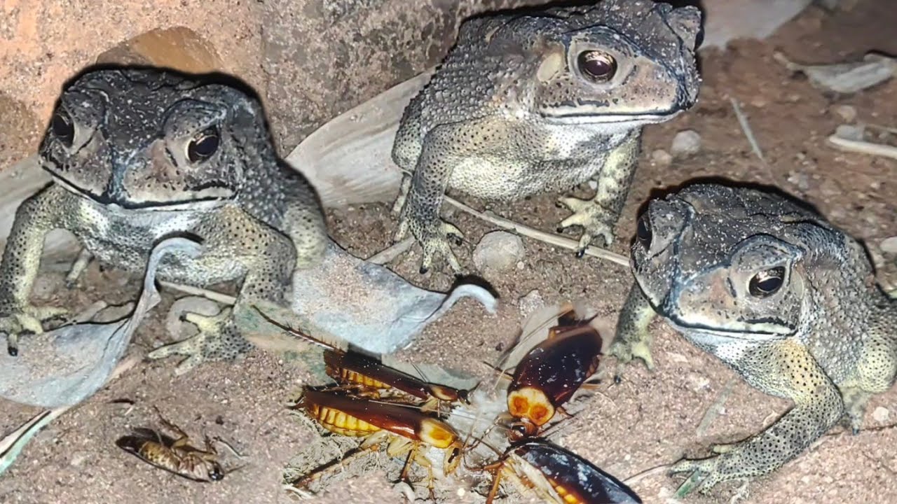 Wow toad eat food 😱😱#wow#animals#nature#eating#food#cockroach#termites# ...