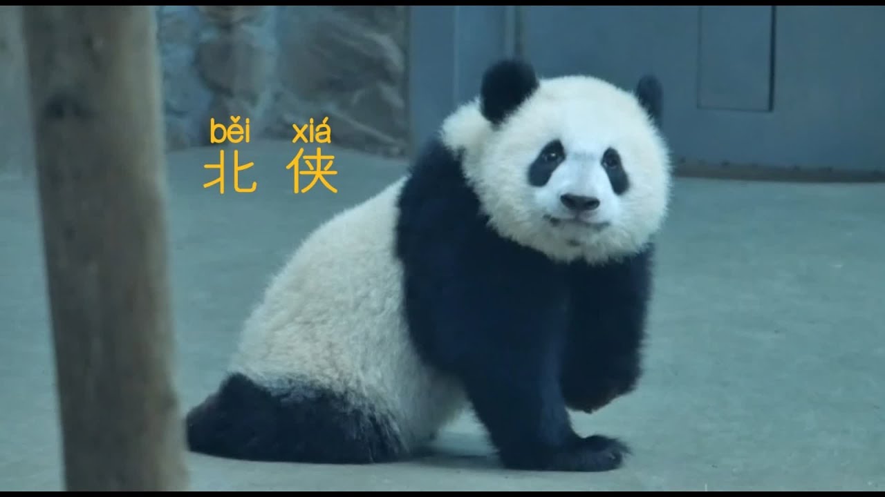 6.20 Baby Bei Xia is so beautiful! He's a little reluctant today to be ...