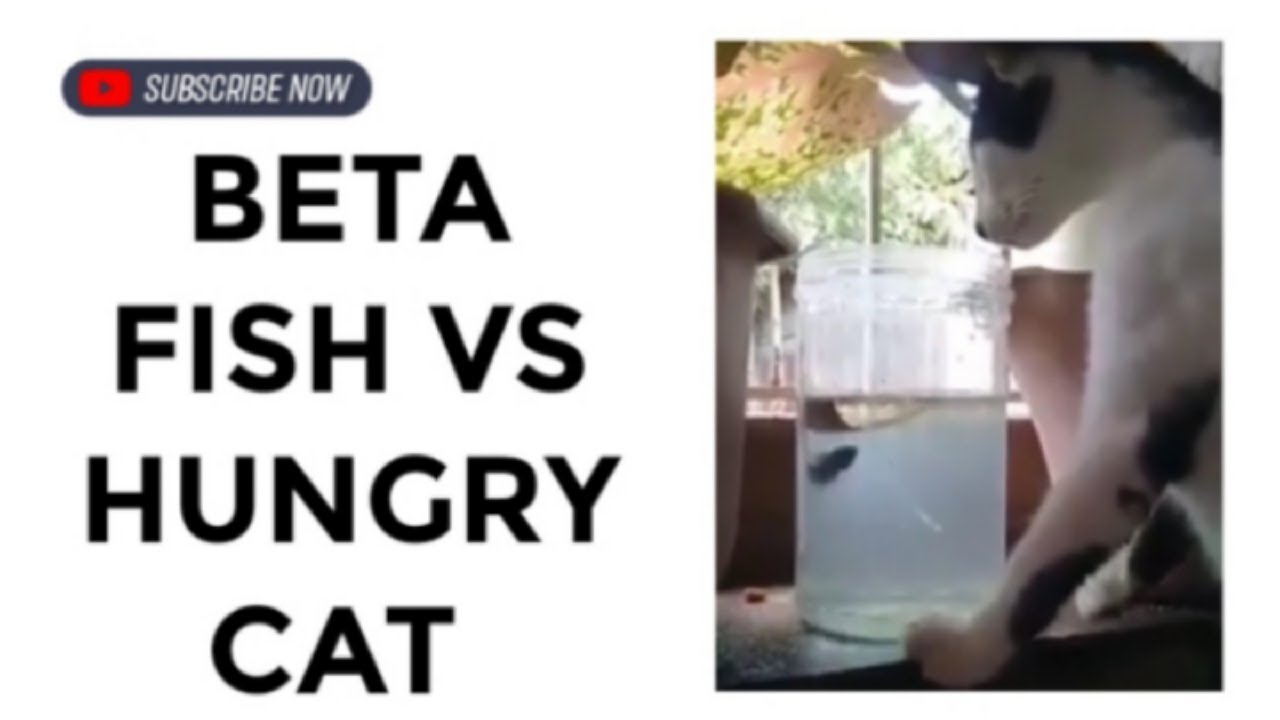 BETTA FISH VS THE HUNGRY CAT... - YouTube