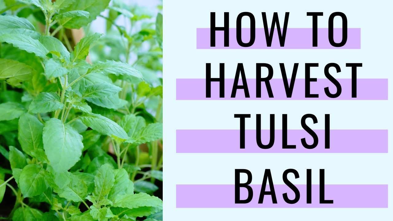 How to Harvest Tulsi Basil - YouTube