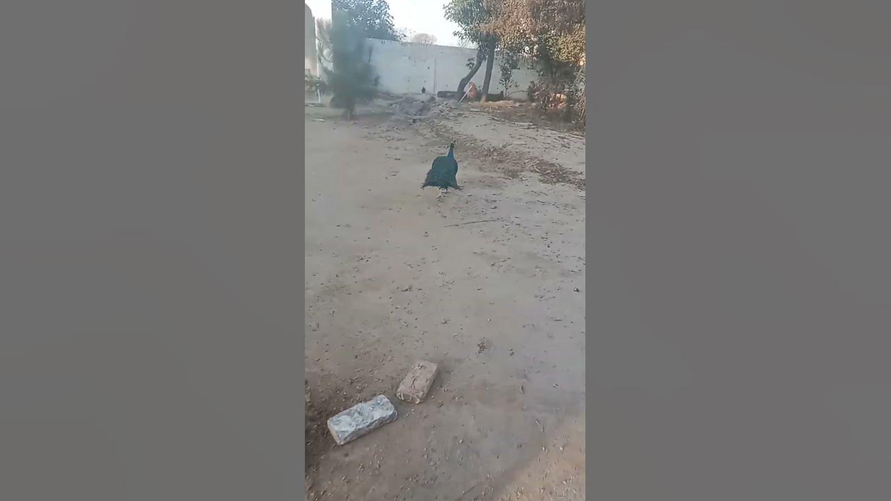 Catching Peacock Music Song Bollywood Newsong Youtubeshorts Bird Youtube