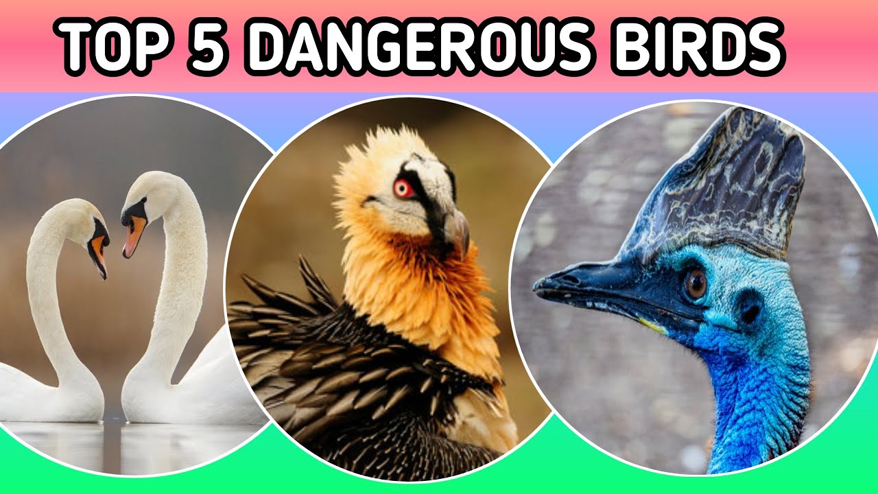 Top 5 Dangerous Birds in the World | RK FACTROLOGY - YouTube