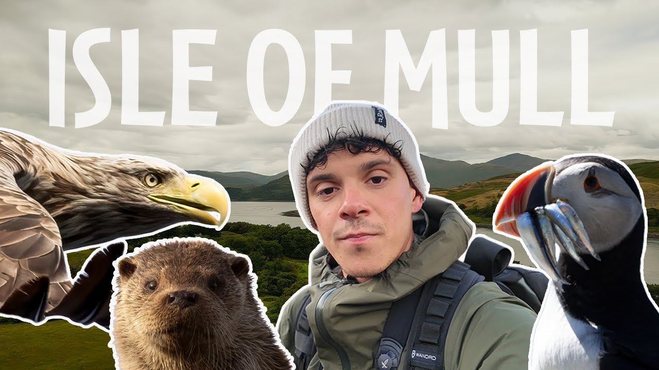 2 years filming wildlife on the Isle of Mull! | Otters, Eagles, Puffins ...