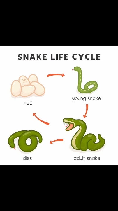 SNAKE LIFE CYCLE🐍 #snake #snakes #snakevideo #lifecycles - YouTube