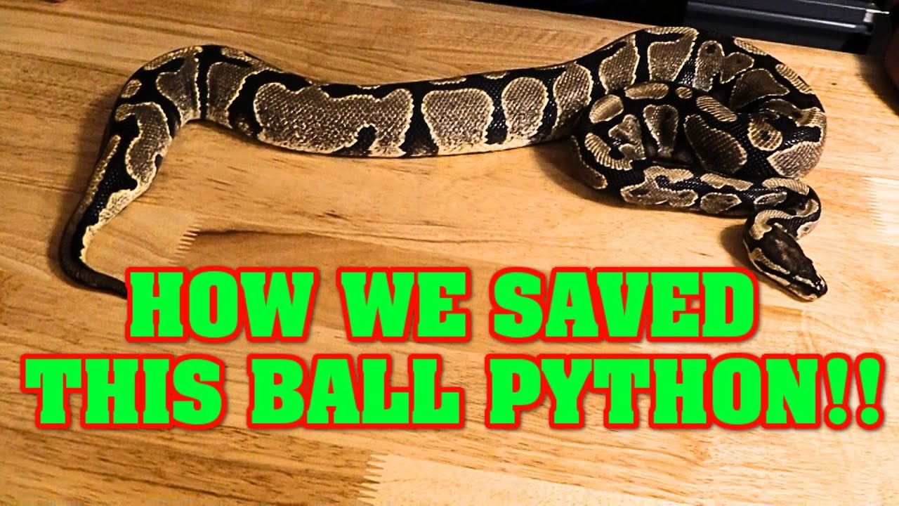 This snake almost DIED from being EGG BOUND. How we saved her, and ...