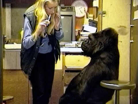 Koko's Sense of Humor