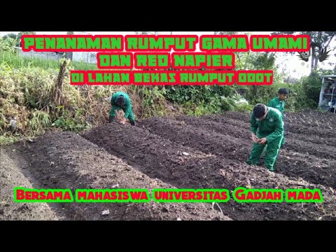 Penanaman rumput gama umami dan red Napier di lahan bekas rumput odot ...