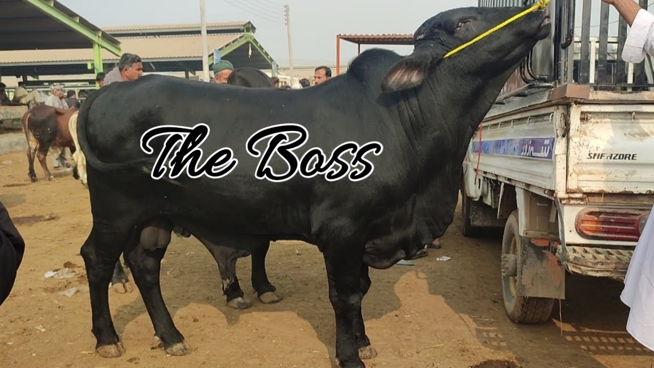Top Line Beauties of Multan Janwar Mandi Sunday Fresh Rates Update ...