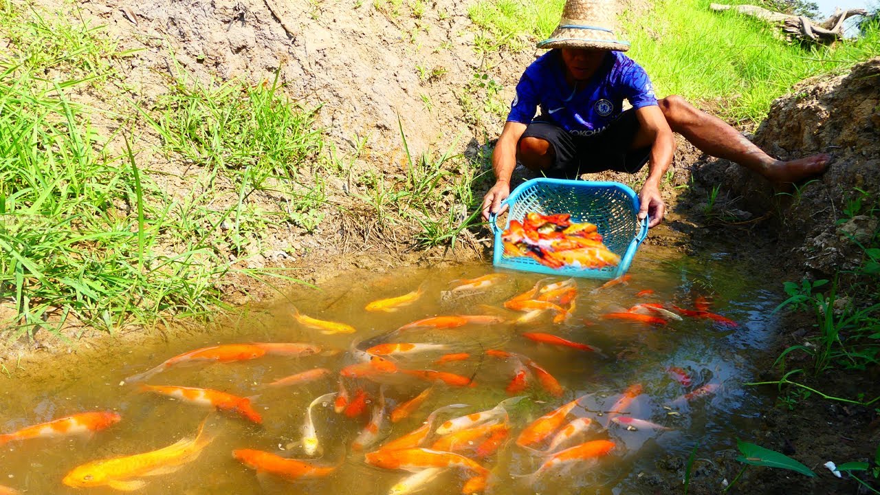 amazing! catch So Beautiful fish a lot with Green Grass for raising ...