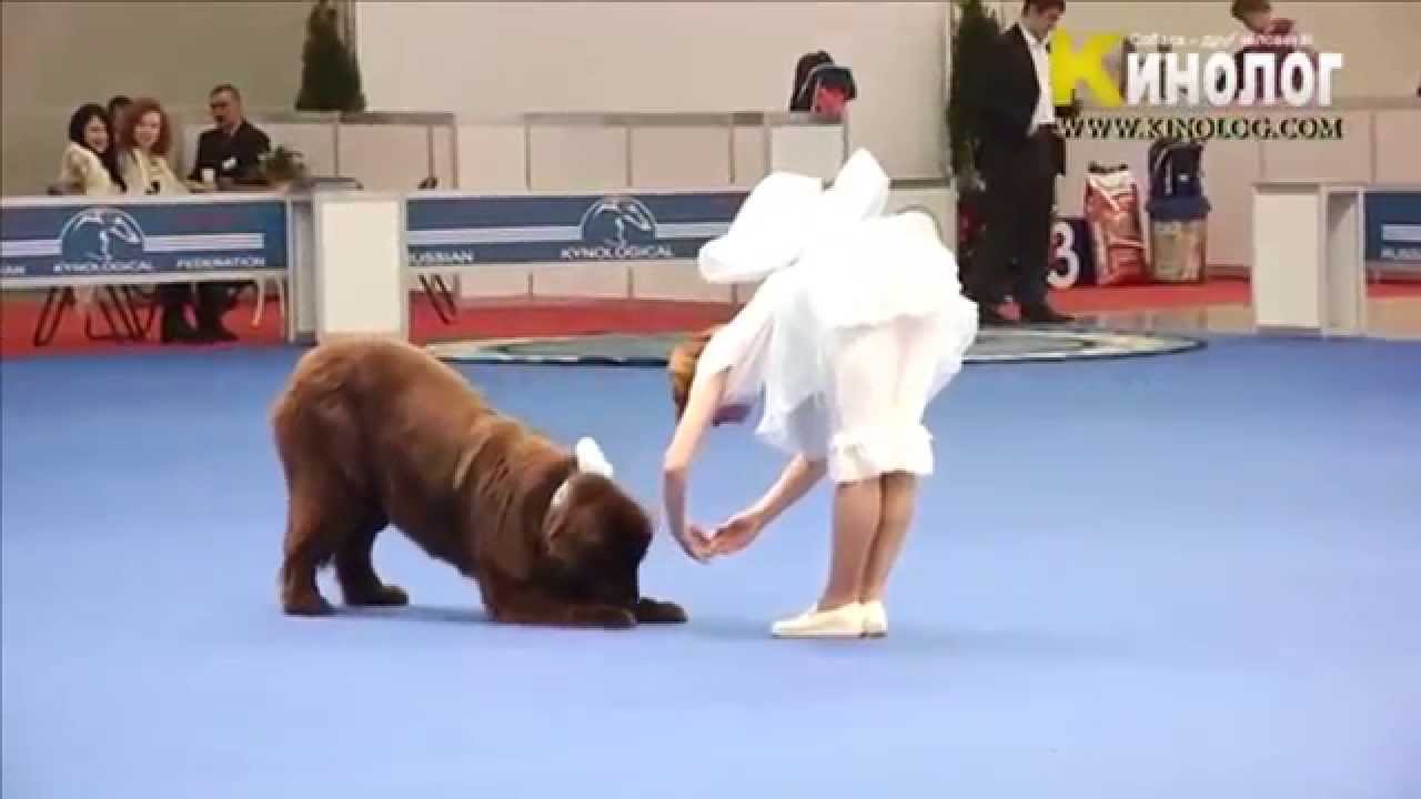 Dog Show "Eurasia 2012 / Russia / Moscow". Freestyle. - YouTube