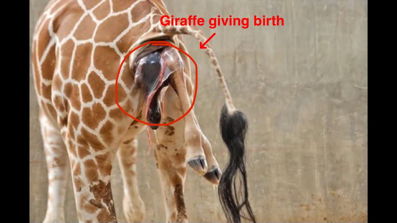 Crazy Ways That Animals Give Incredible Births Caught On Video! - YouTube