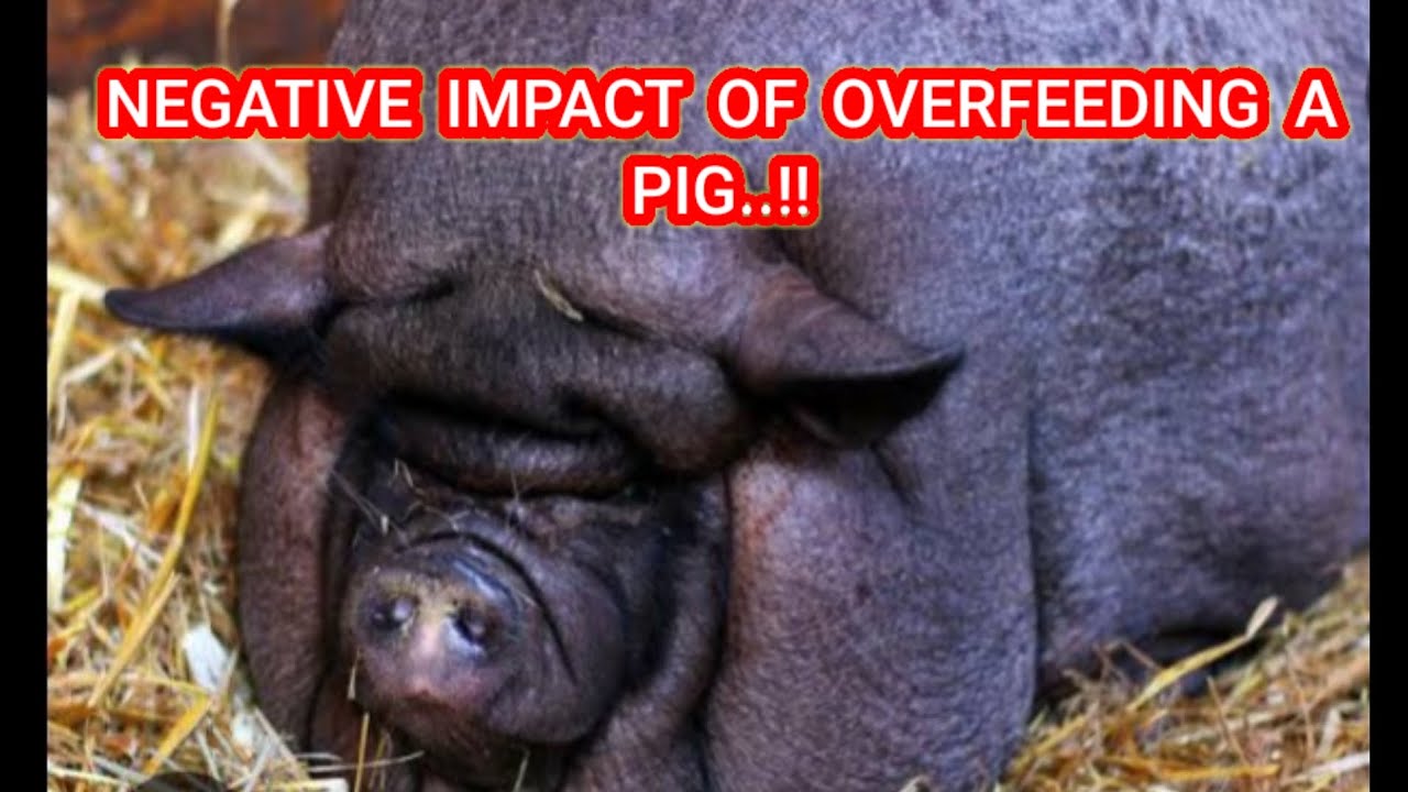 NEGATIVE IMPACT OF OVERFEEDING A PIG. ..#pigindustry #pigs #pigraising ...