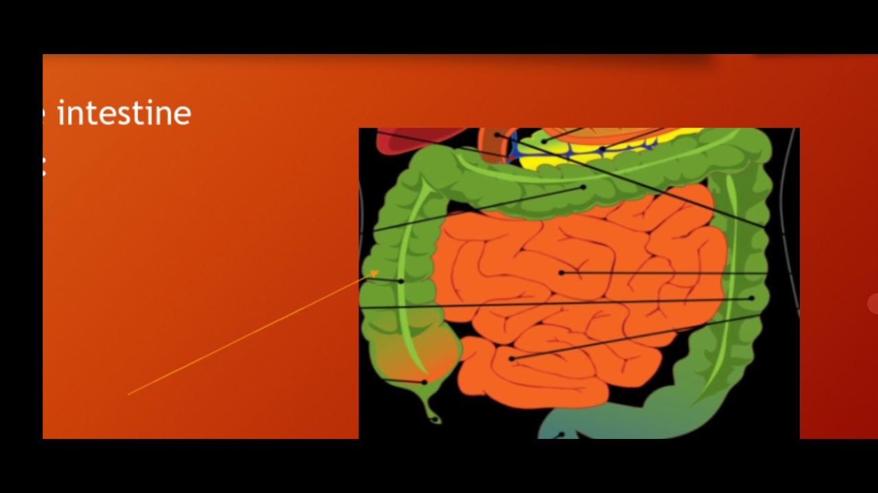 Large intestine -Absorption of water and defication - YouTube