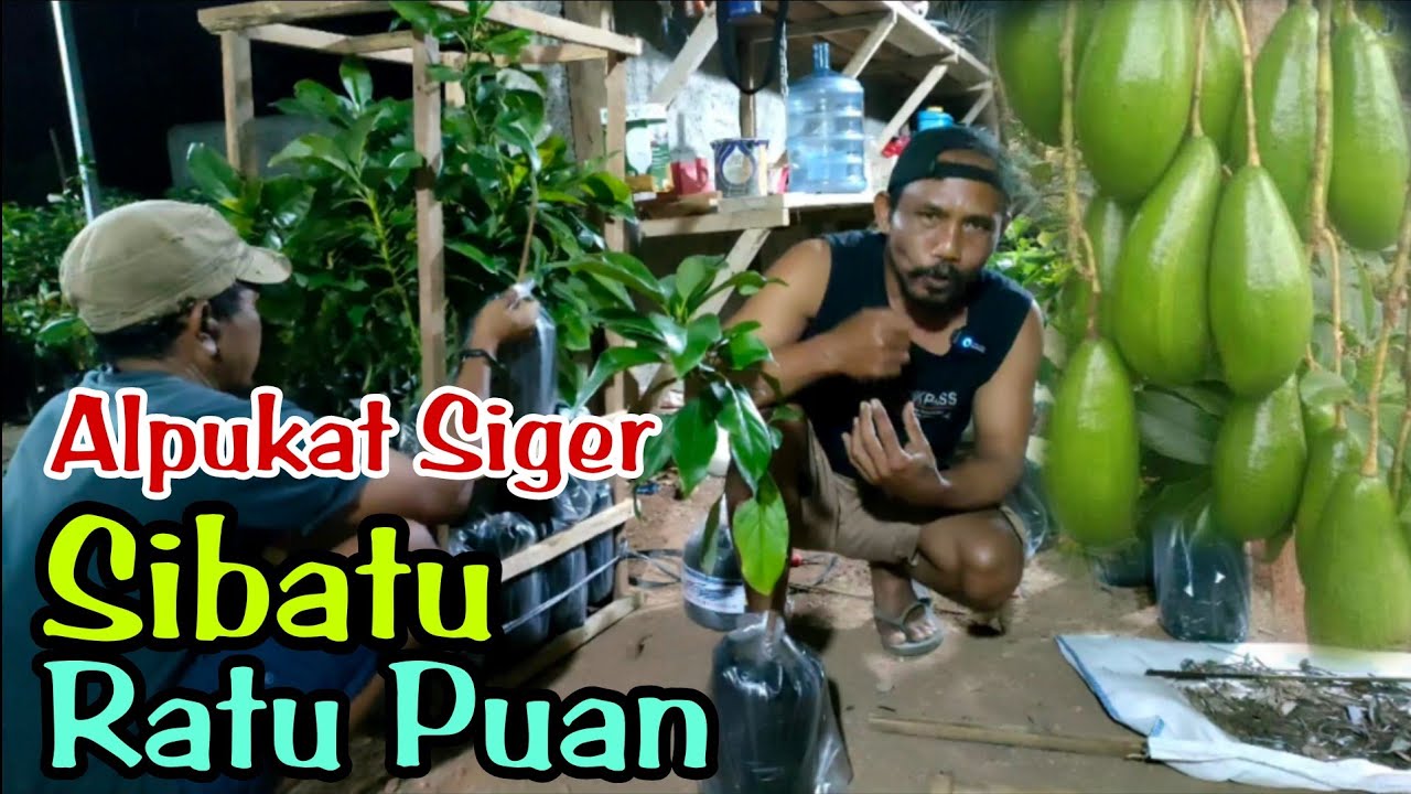 Bibit Alpukat Siger Sibatu Siap tanam di Sumatera Barat Padang - YouTube