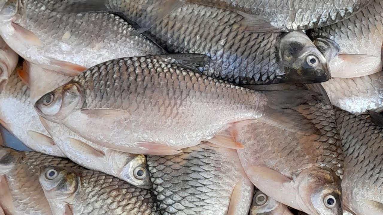 Shorputi Fish Cutting Skills | Amazing Cutting Skills in Bangladesh ...