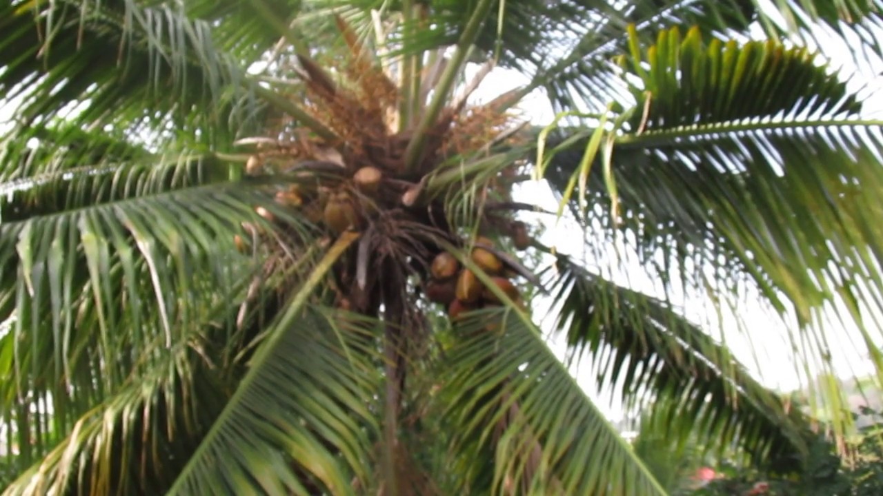 Primitive Technology : Meet a natural coconut tree with lots of ...